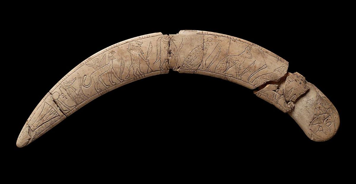 Hippopotamus teeth - CAMEO