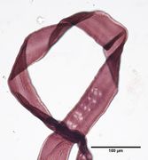 Alpha cellulose - CAMEO