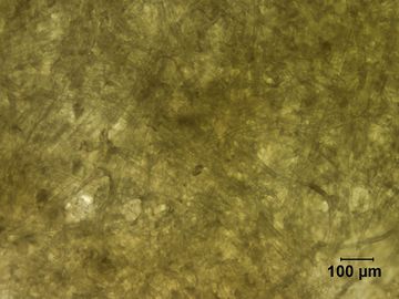 Alpha cellulose - CAMEO