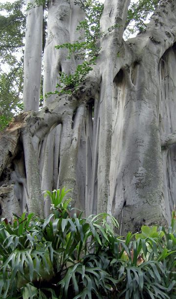 Banyan tree - CAMEO