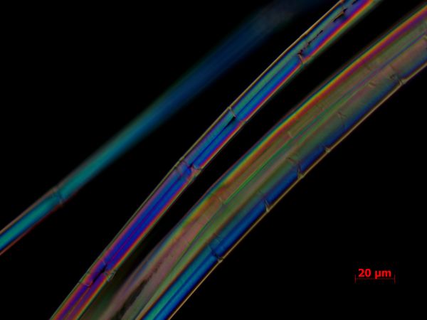 Intermediate Dogbane, Hammer Stem, Peel Fiber - CAMEO