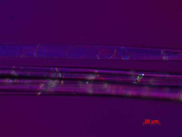 Intermediate Dogbane, Hammer Stem, Peel Fiber - CAMEO