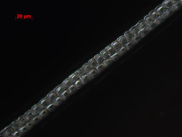 FRIL: Rabbit Hair - CAMEO