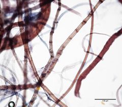 Alpha cellulose - CAMEO