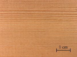 Western larch - CAMEO