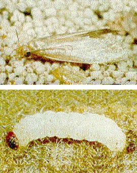 Webbing clothes moth - CAMEO