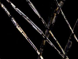 Cattail fiber - CAMEO